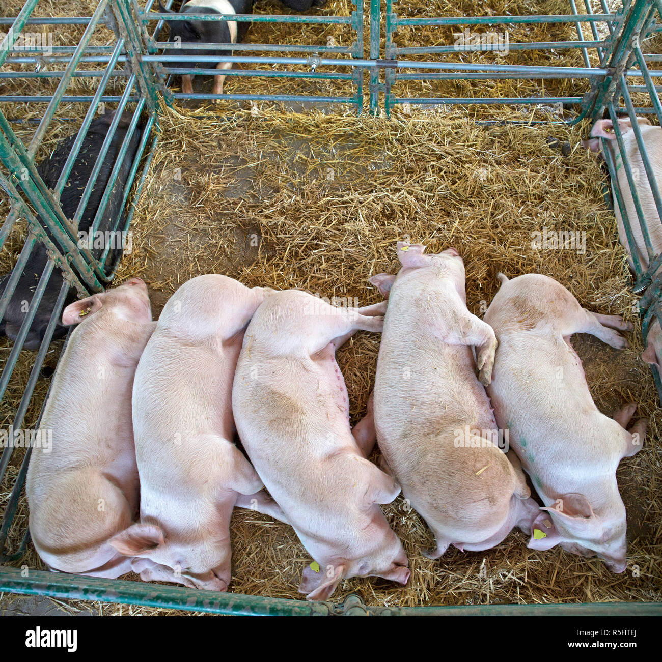 Dead pigs hi-res stock photography and images - Alamy