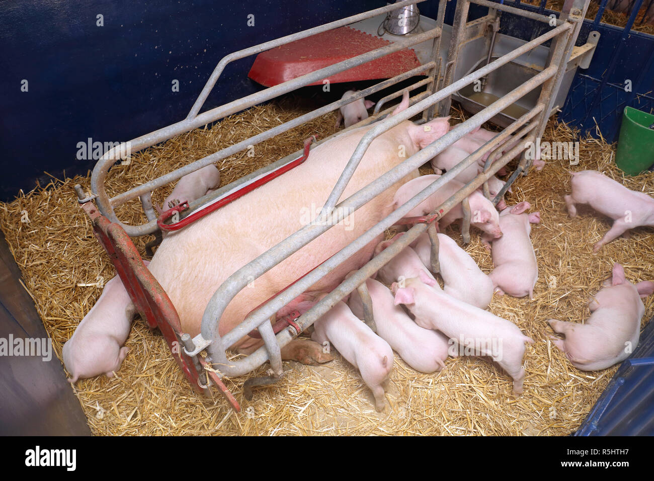 Farrowing Stock Photos & Farrowing Stock Images - Alamy