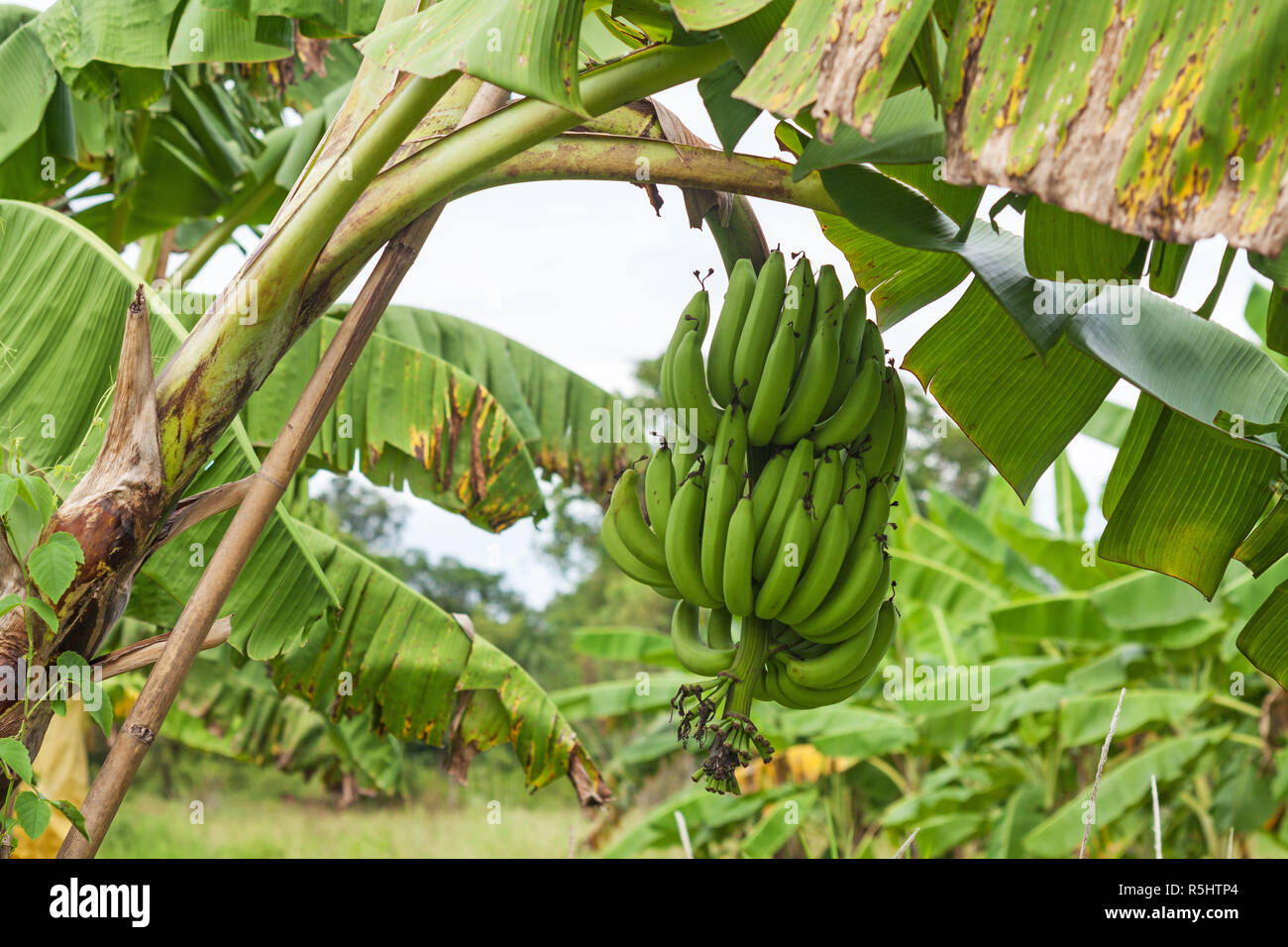 banana tree at the tree Stock Photo - Alamy