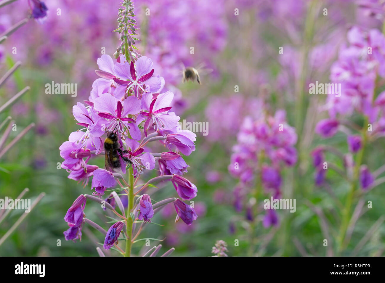 Bumblebee Fireweed High Resolution Stock Photography and Images - Alamy