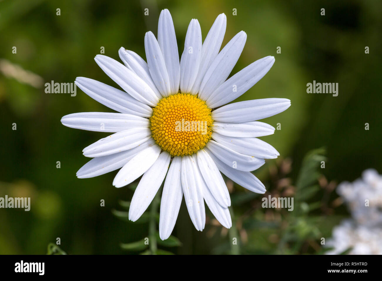 Oxeye daisy flower hi-res stock photography and images - Alamy