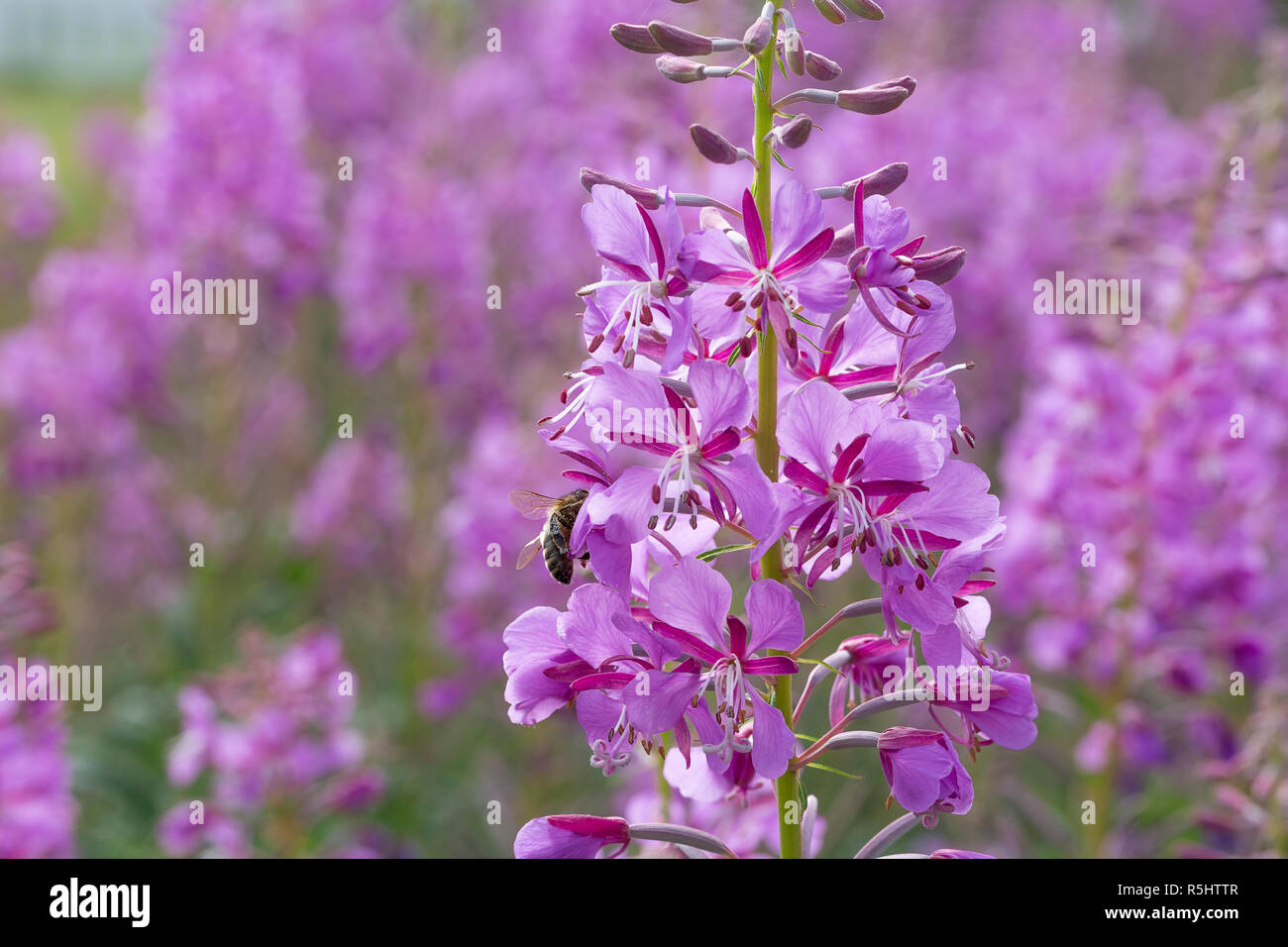 Fireweed Flowers with Bees Stock Photo - Alamy