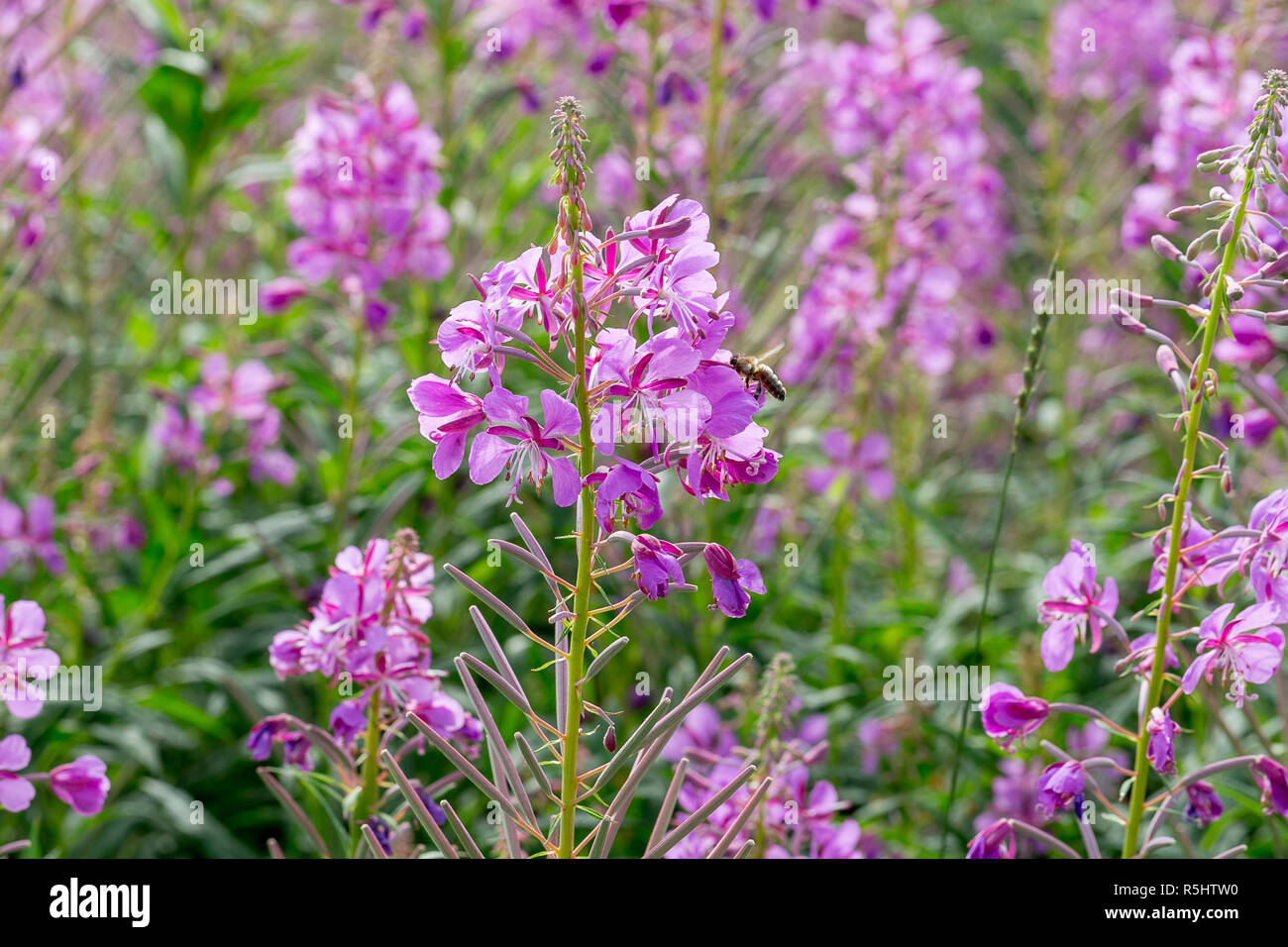 Fireweed Flowers with Bees Stock Photo - Alamy