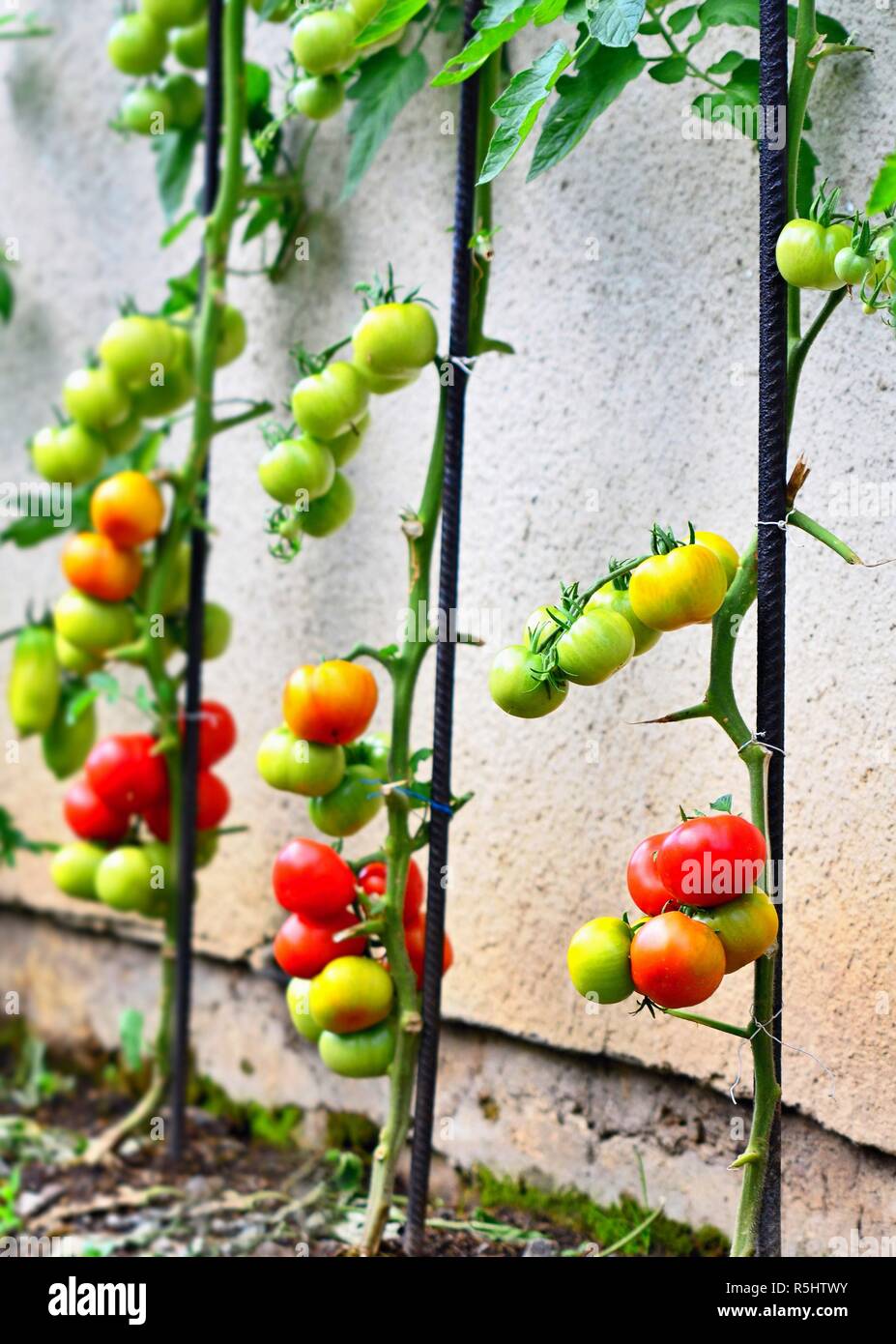 Grow slim hi-res stock photography and images - Alamy