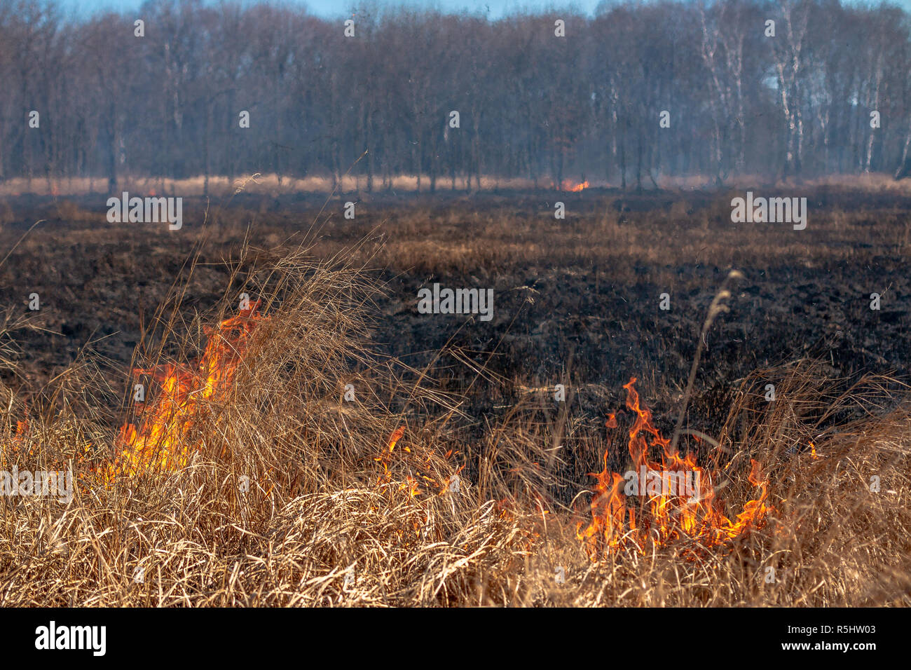 A strong fire spreads in gusts of wind through dry grass on an autumn ...