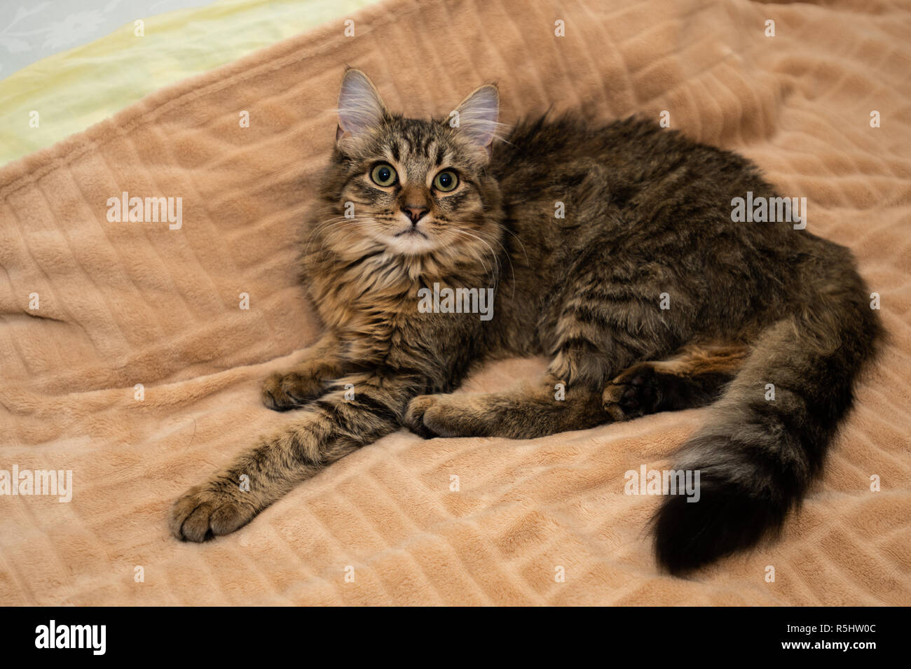 Mixed breed kitten five month lying on at cozy home indoor Stock Photo ...