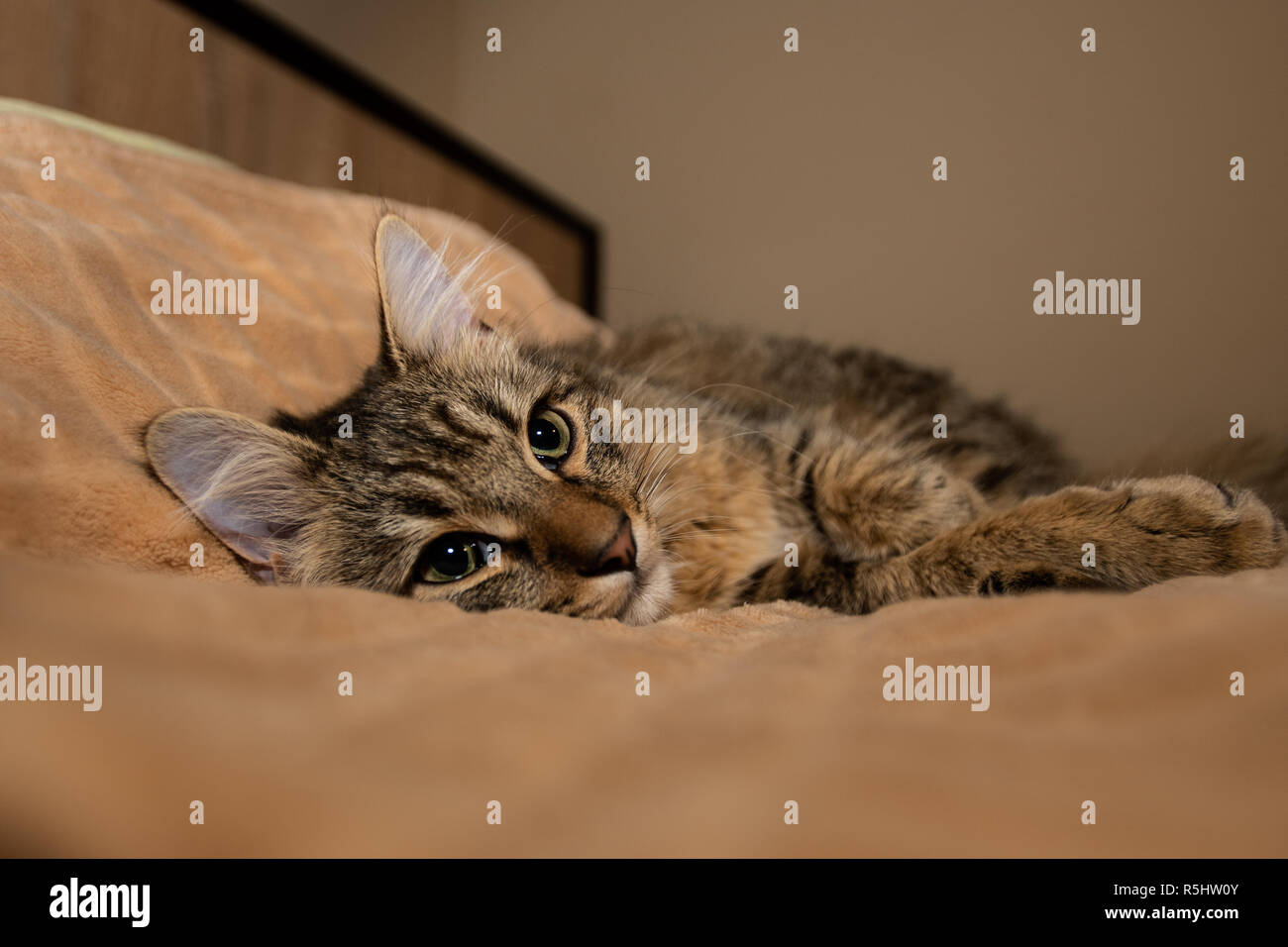 Mixed breed kitten five month lying on at cozy home indoor Stock Photo ...
