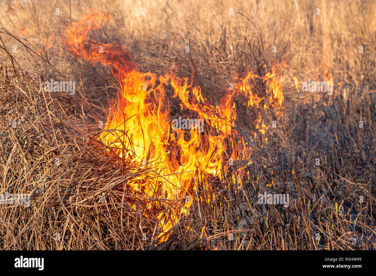 A strong fire spreads in gusts of wind through dry grass on an autumn ...