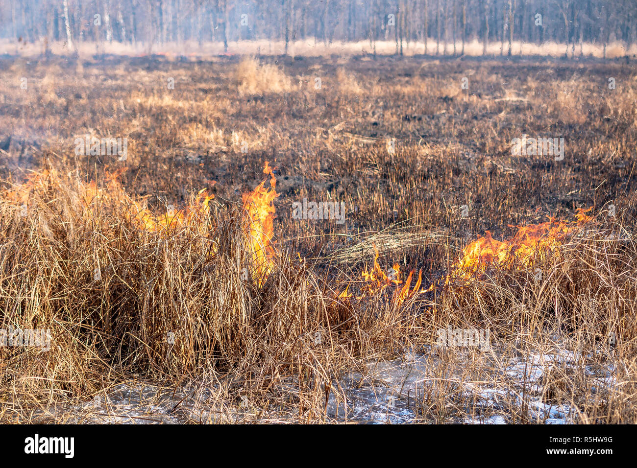 A strong fire spreads in gusts of wind through dry grass on an autumn ...