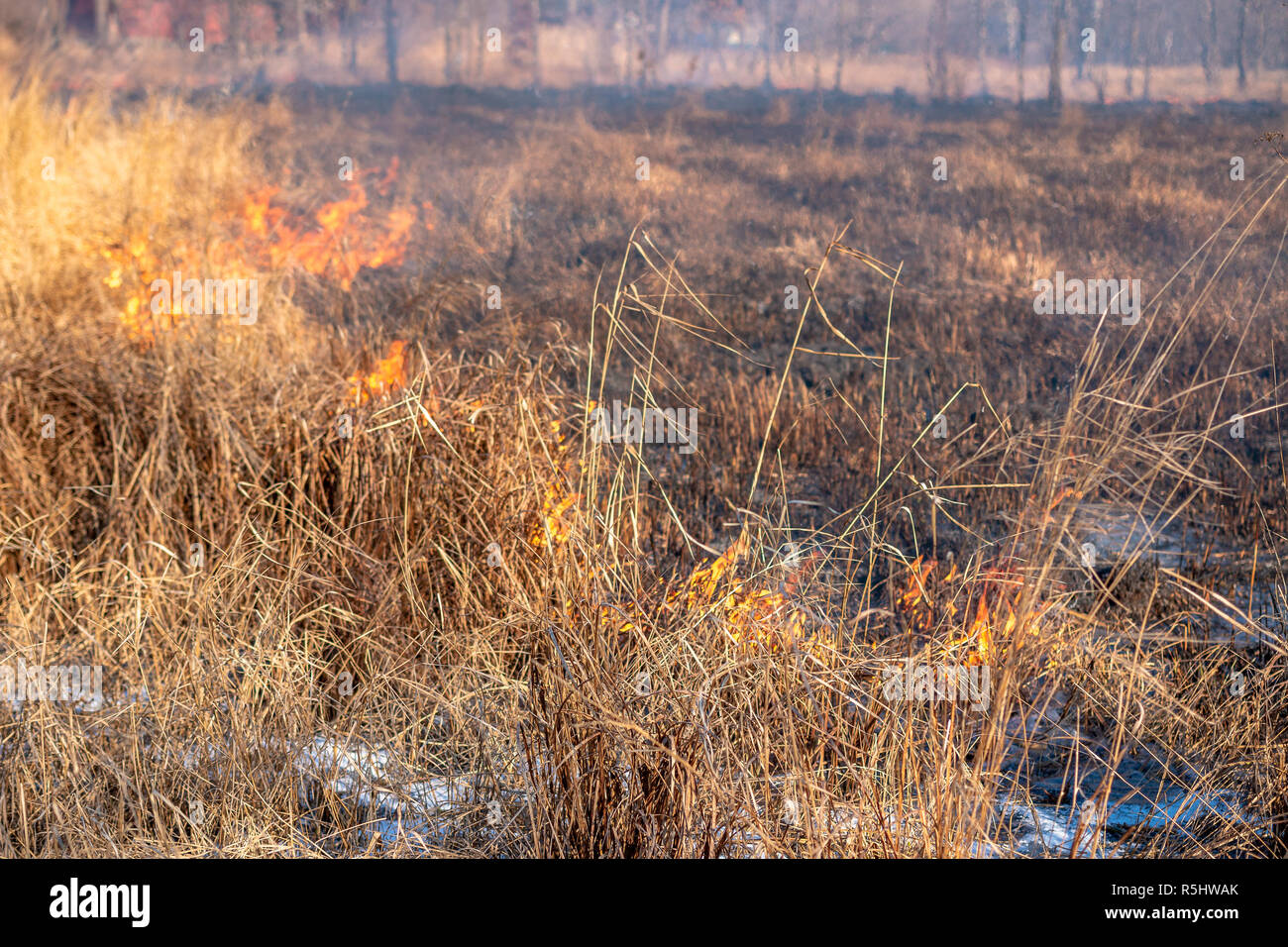 A strong fire spreads in gusts of wind through dry grass on an autumn ...