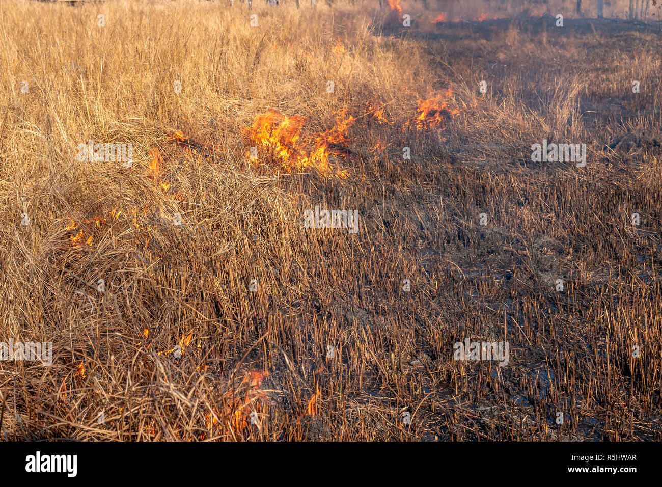 A strong fire spreads in gusts of wind through dry grass on an autumn ...