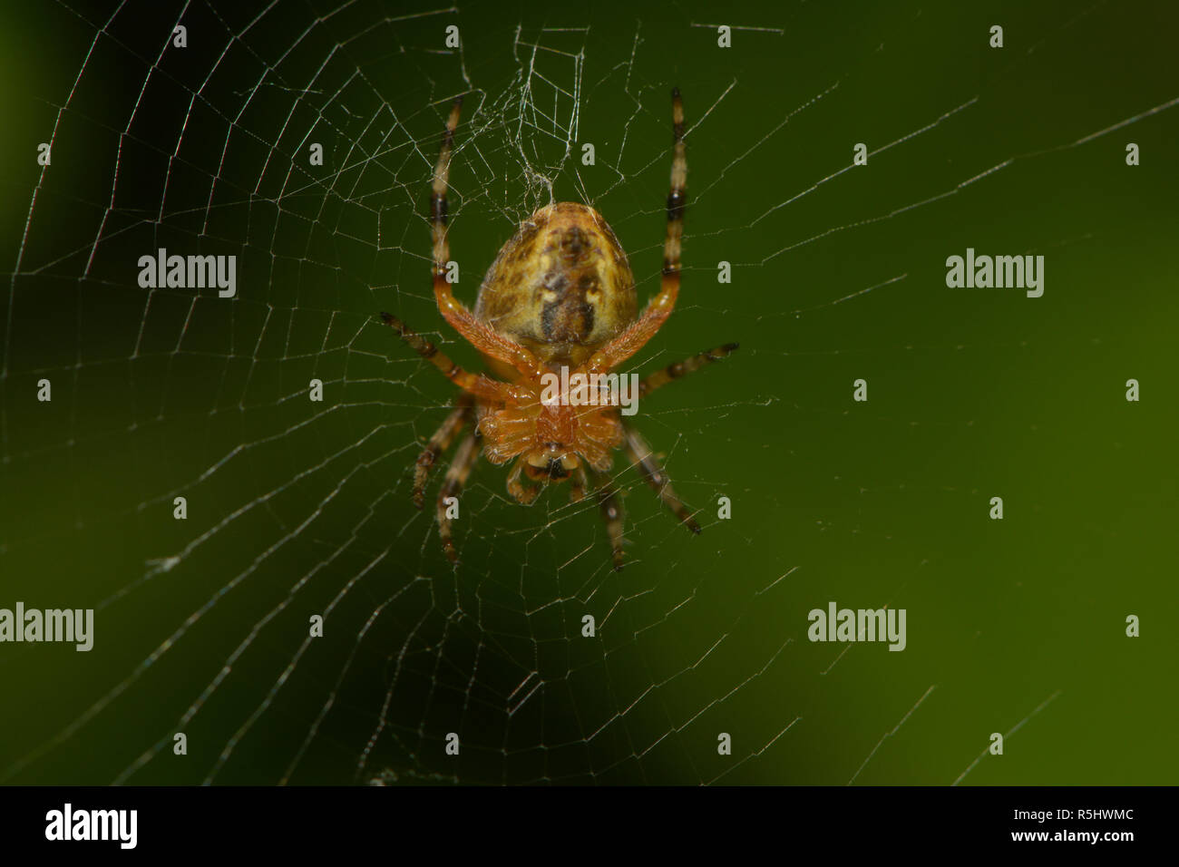 little spider in her web Stock Photo - Alamy