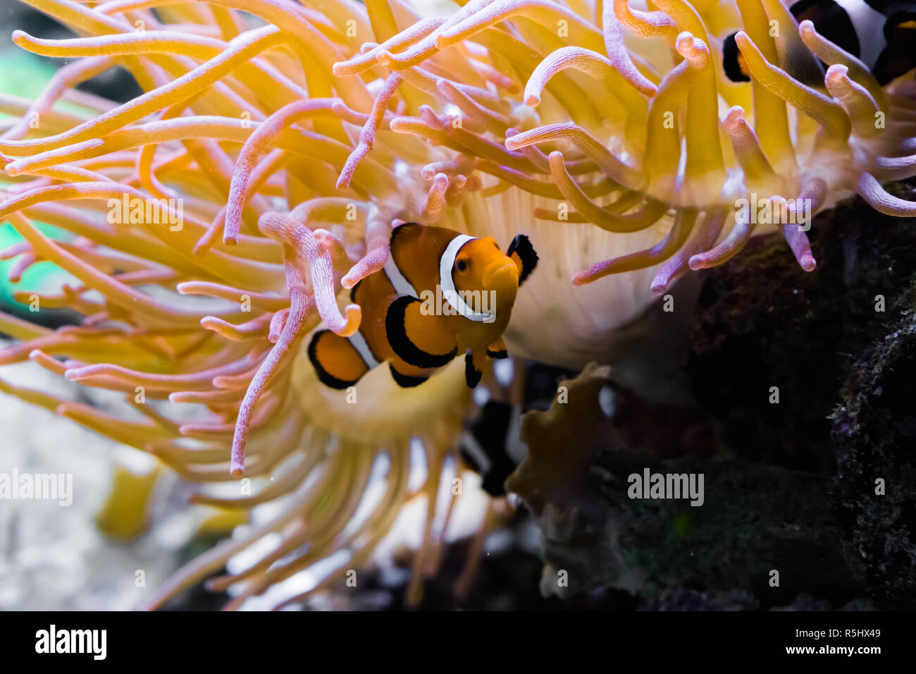 Black percula hi-res stock photography and images - Alamy