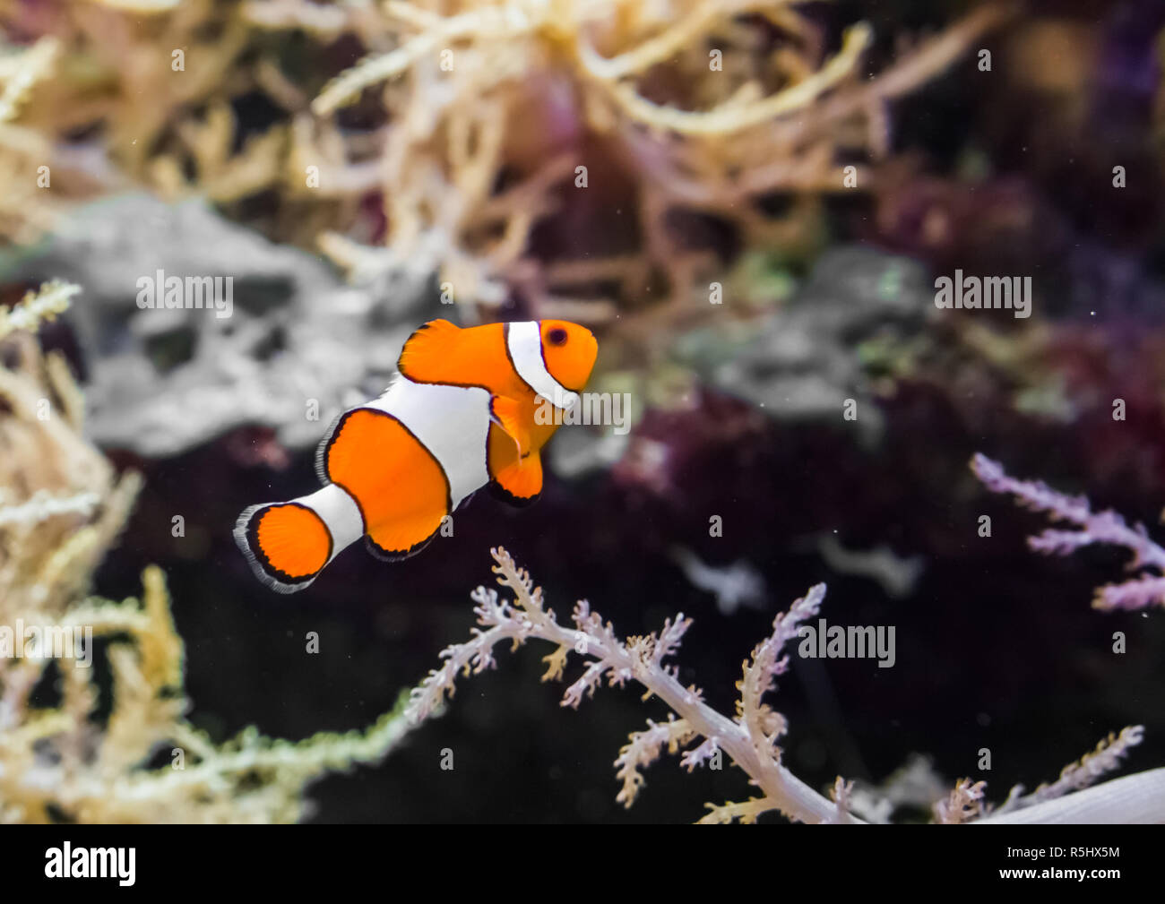 common false percula clownfish also known as clown anemonefish ...