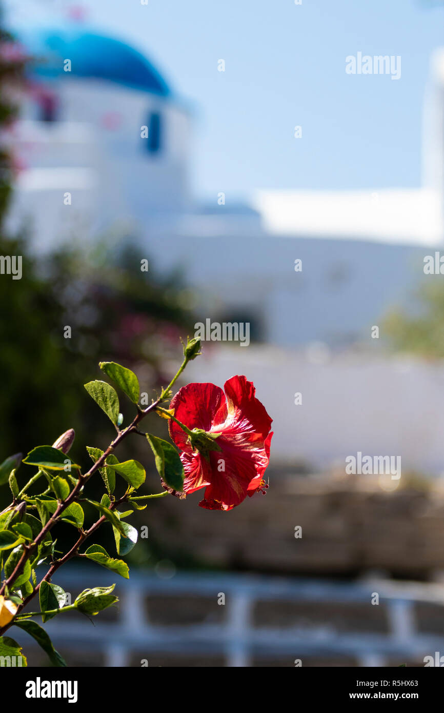 Red greek flower hi-res stock photography and images - Alamy
