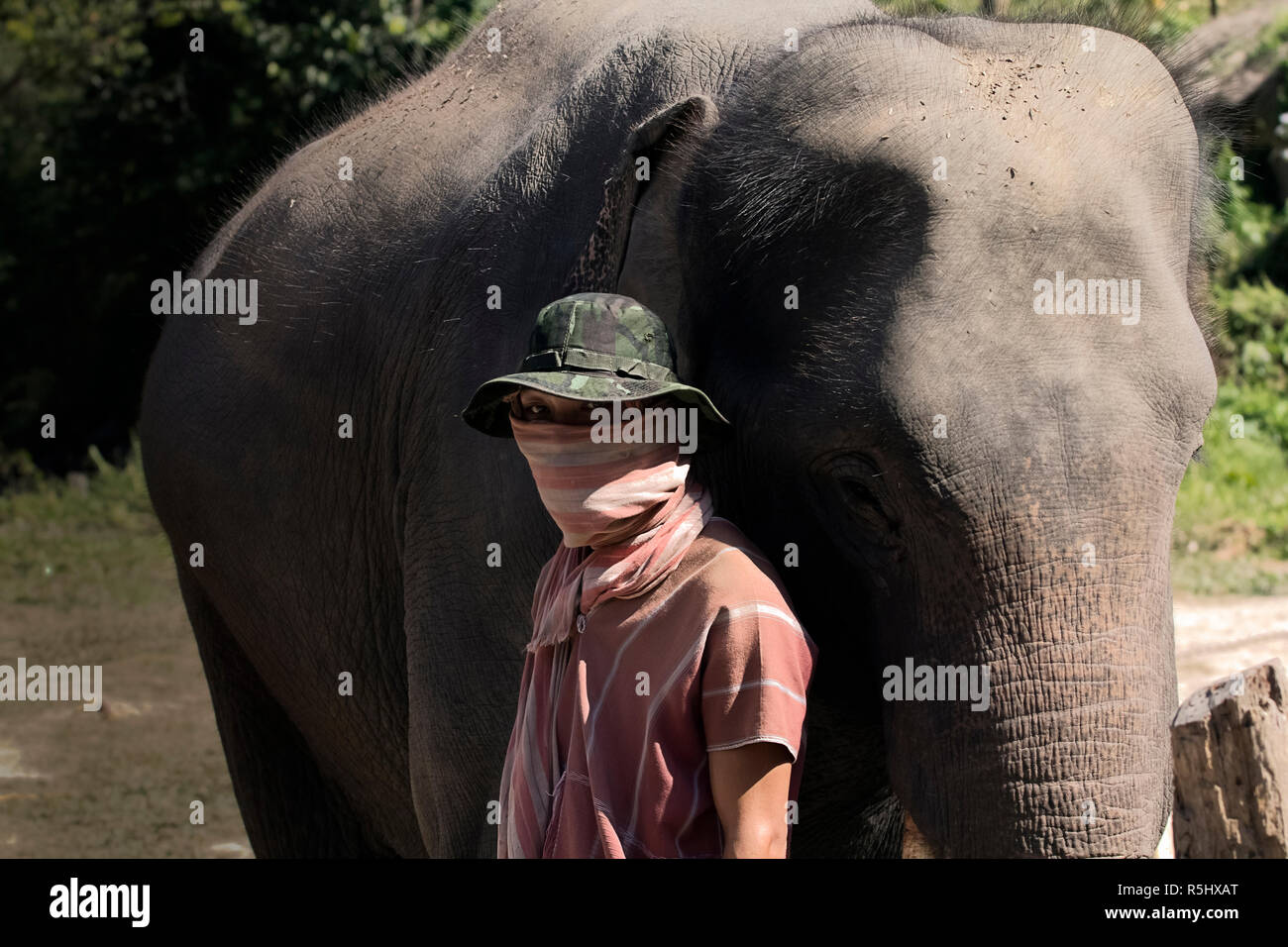Elephant owner hi-res stock photography and images - Alamy