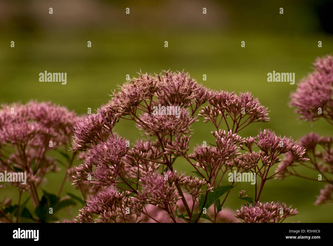 Amazing Flowers in the botanical gardens of Israel colorful and ...