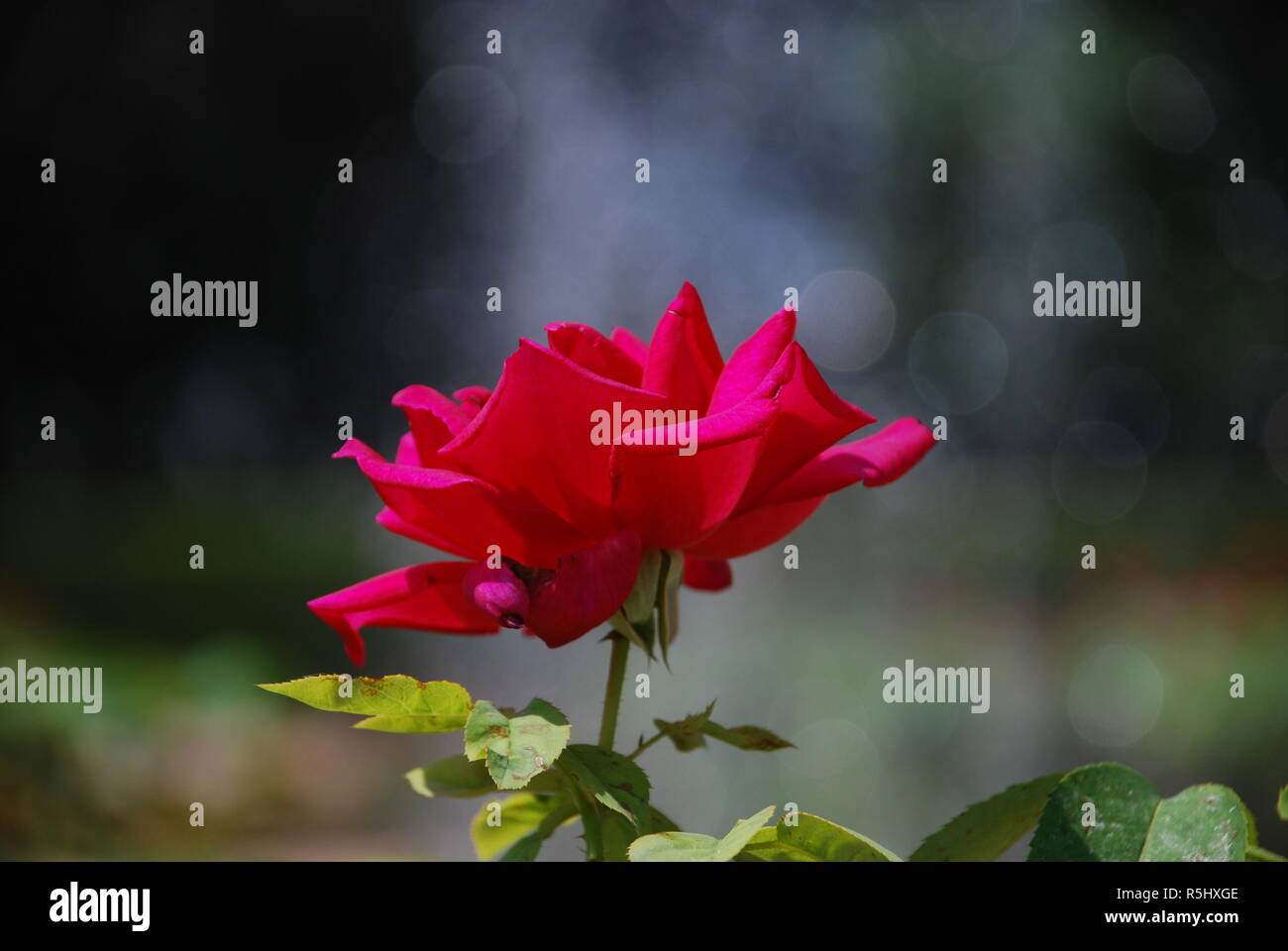 Amazing Flowers in the botanical gardens of Israel colorful and ...