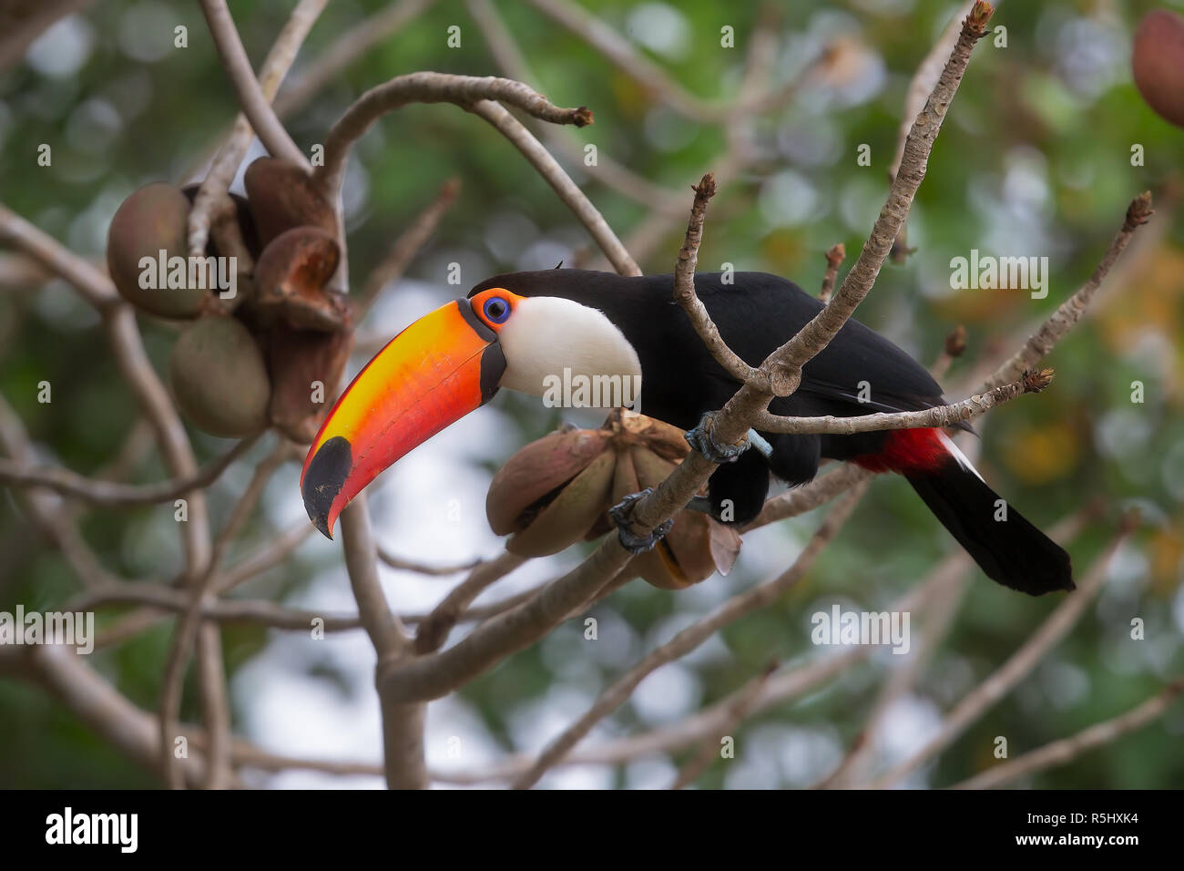 Toucan Toco High Resolution Stock Photography and Images - Alamy