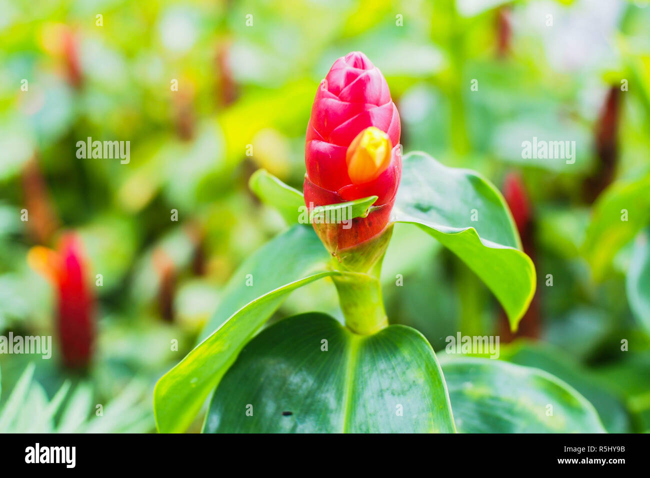 Flower do not bloom Stock Photo - Alamy