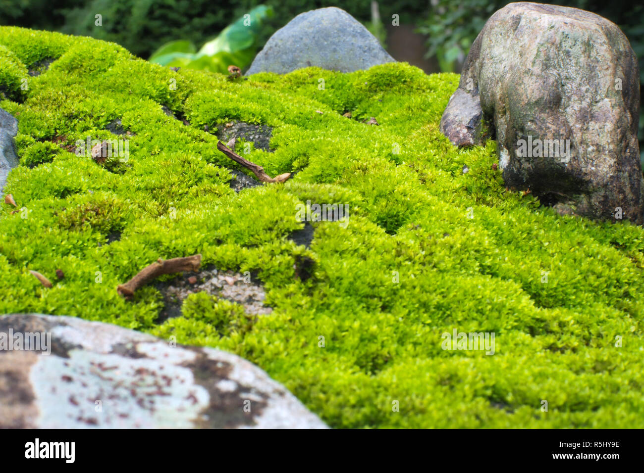 Mos grass hi-res stock photography and images - Alamy