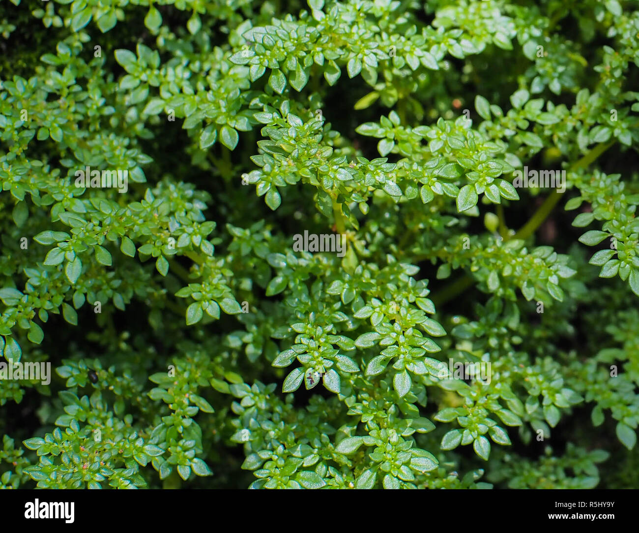 Smallleaved hi-res stock photography and images - Alamy