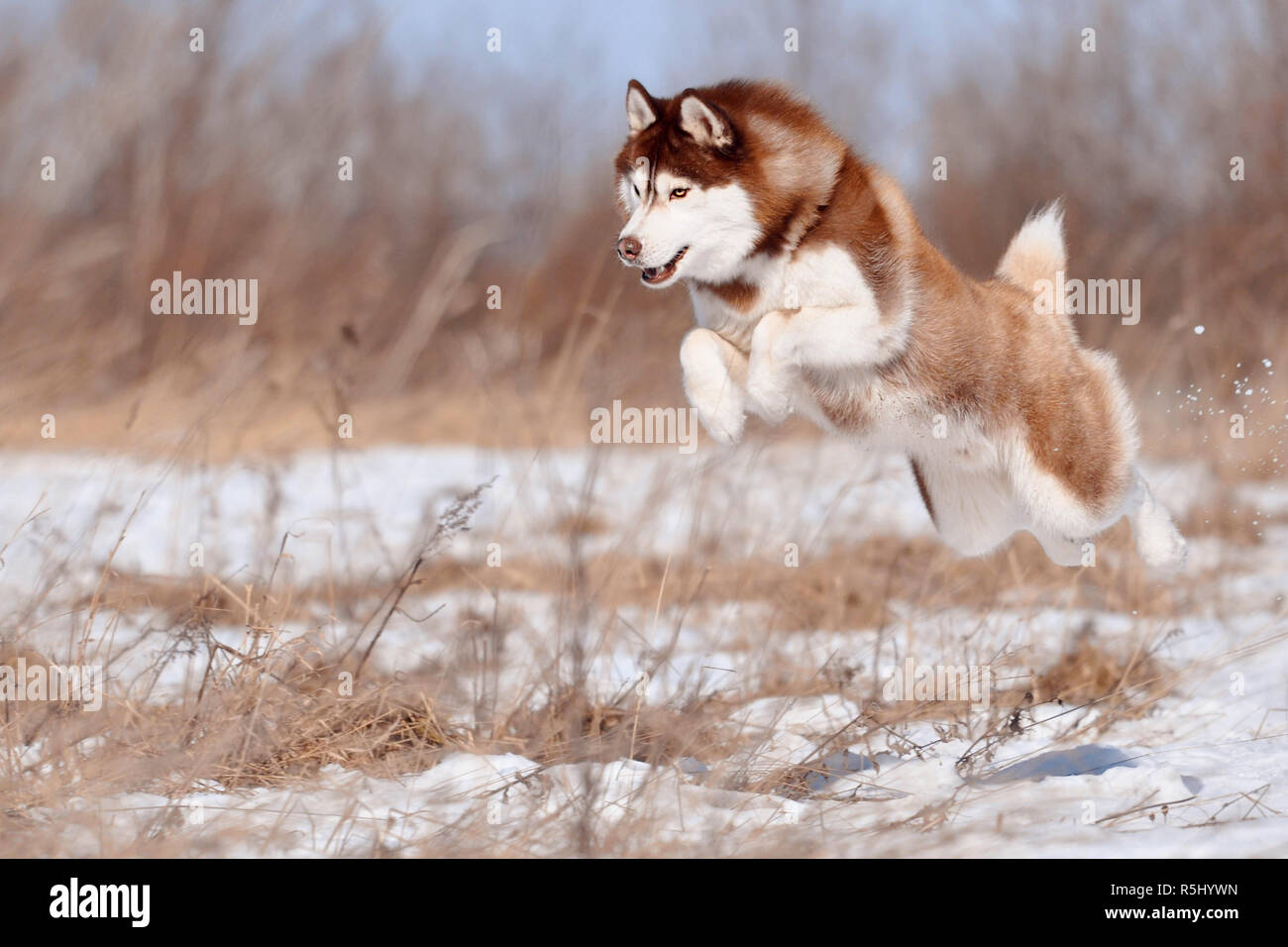 Laika northern hi-res stock photography and images - Alamy