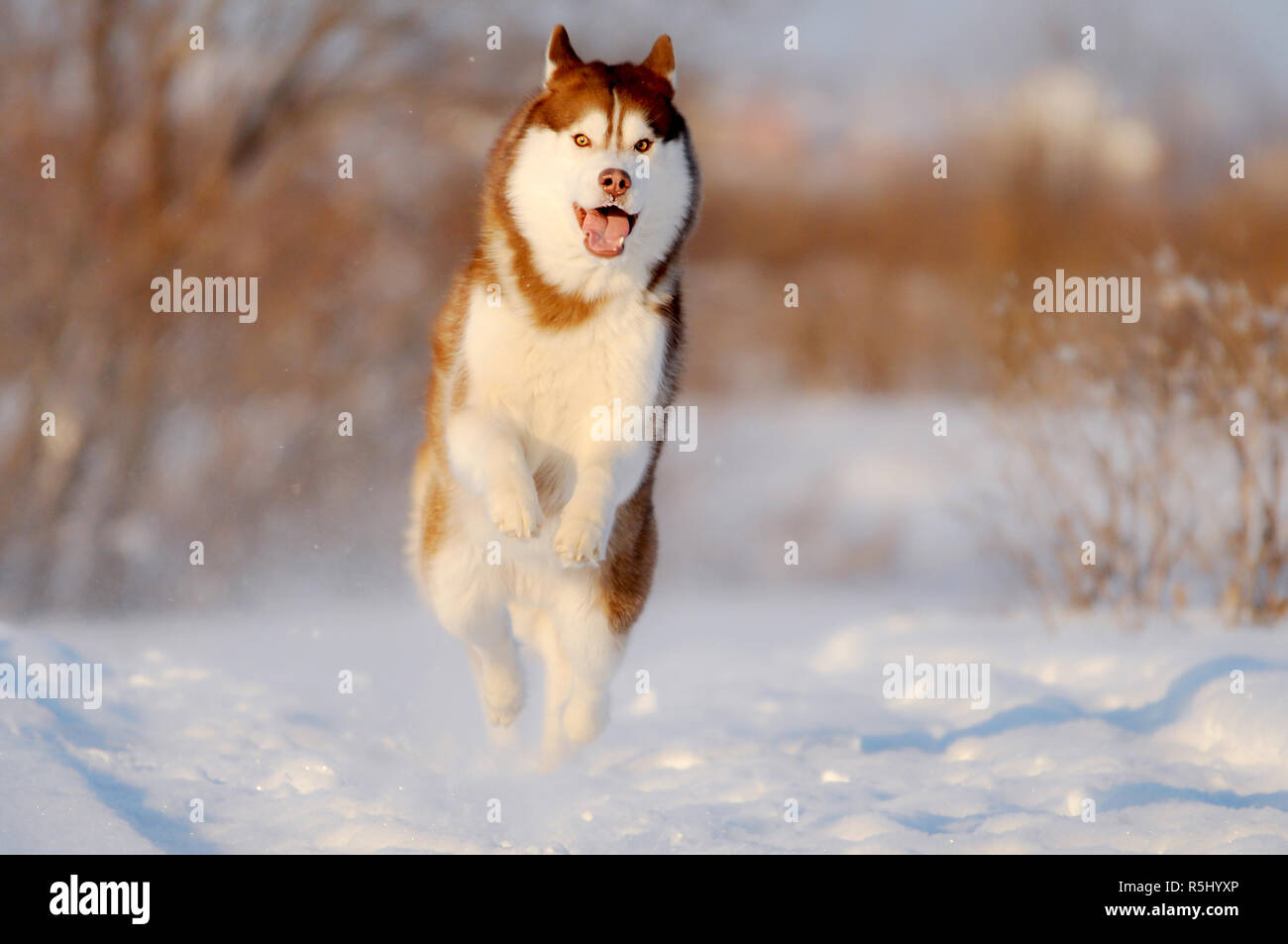 Husky happy hi-res stock photography and images - Alamy