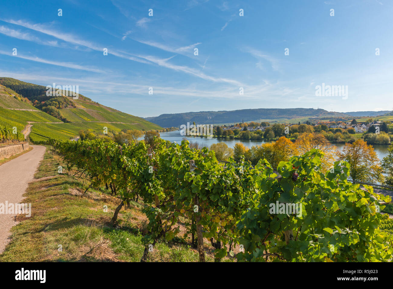 Landscape with vineyards along the Moselle River and valley near the ...