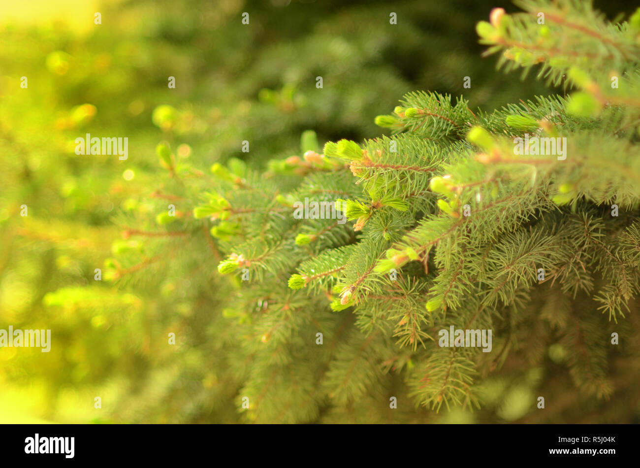 Pine close hi-res stock photography and images - Alamy