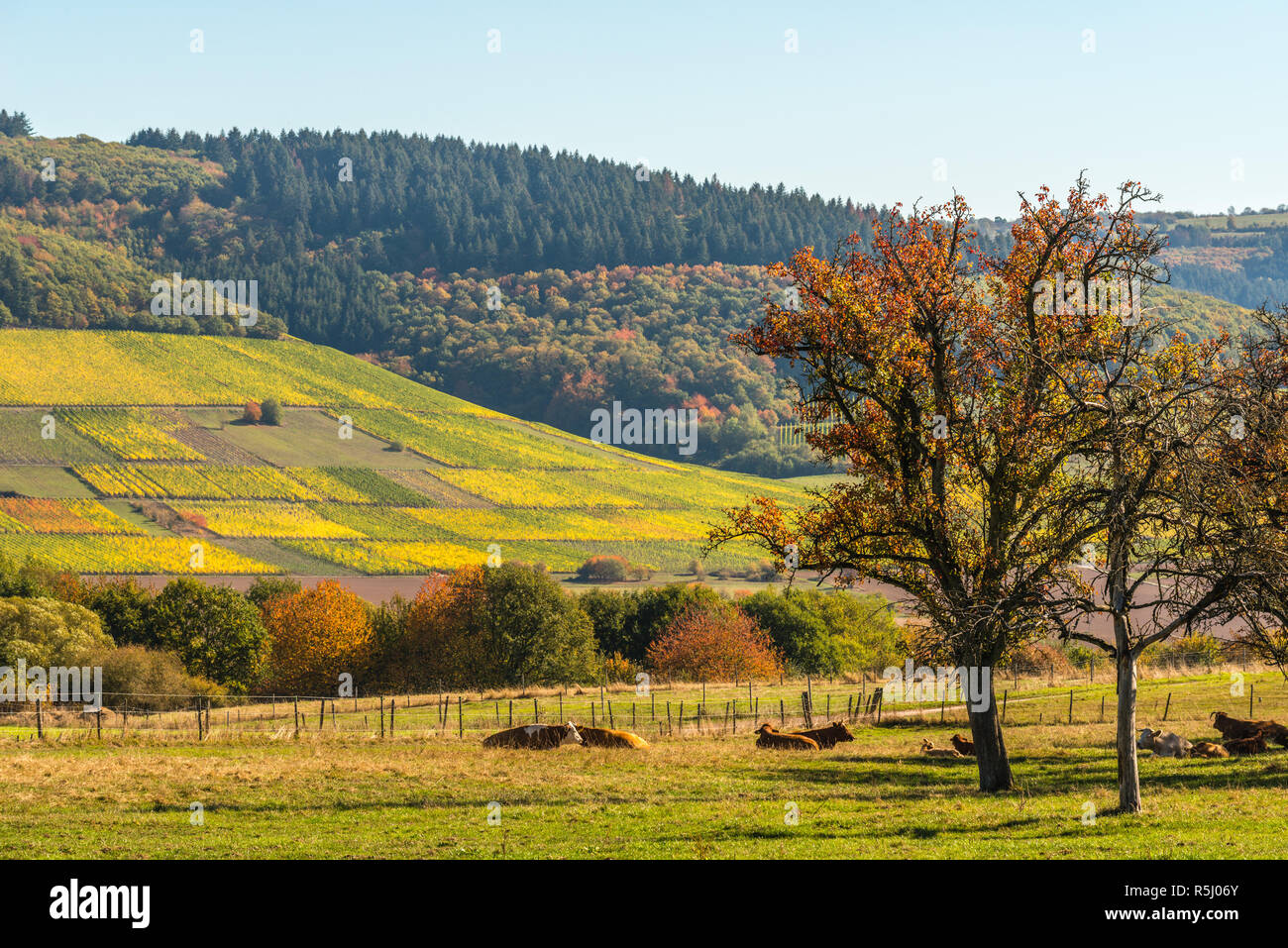 Konz hi-res stock photography and images - Alamy