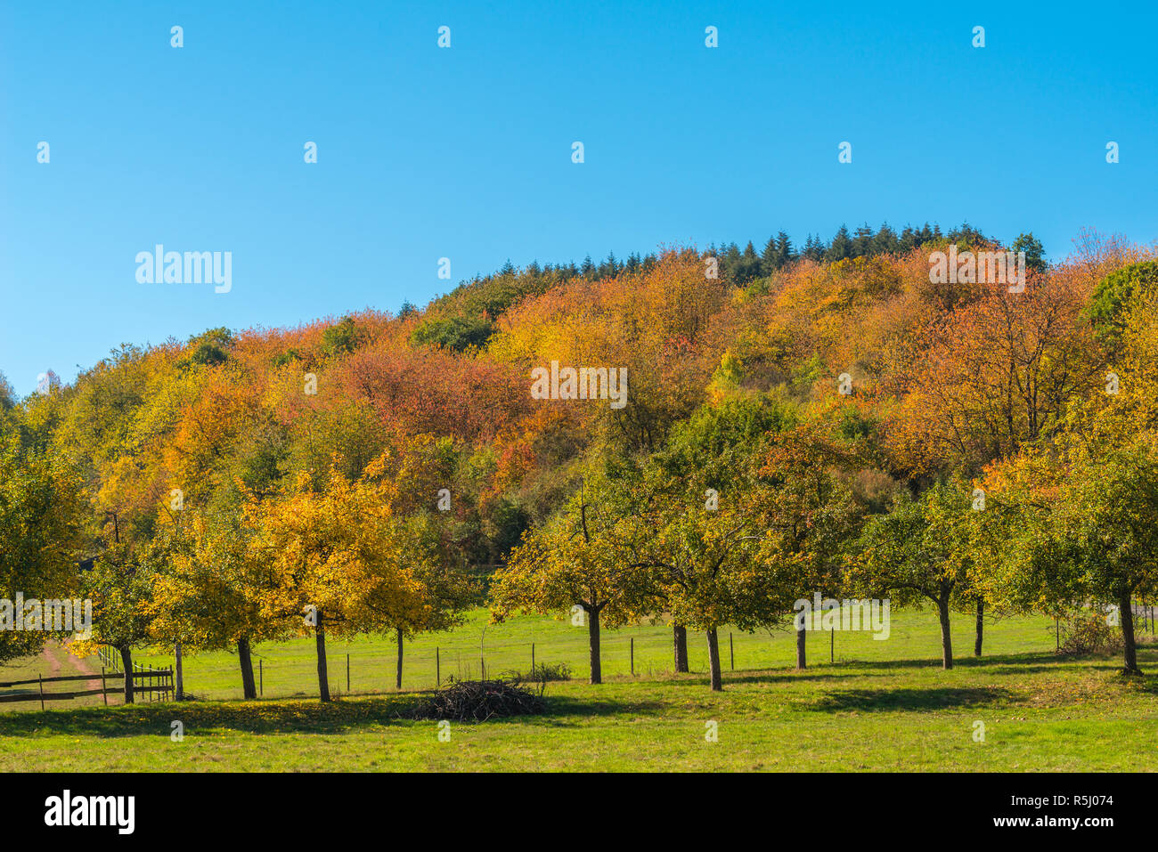 Fall foliage in the uphill landscape near Konz on the Moselle ...