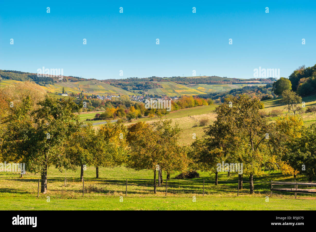 Fall foliage in the uphill landscape near Konz on the Moselle ...