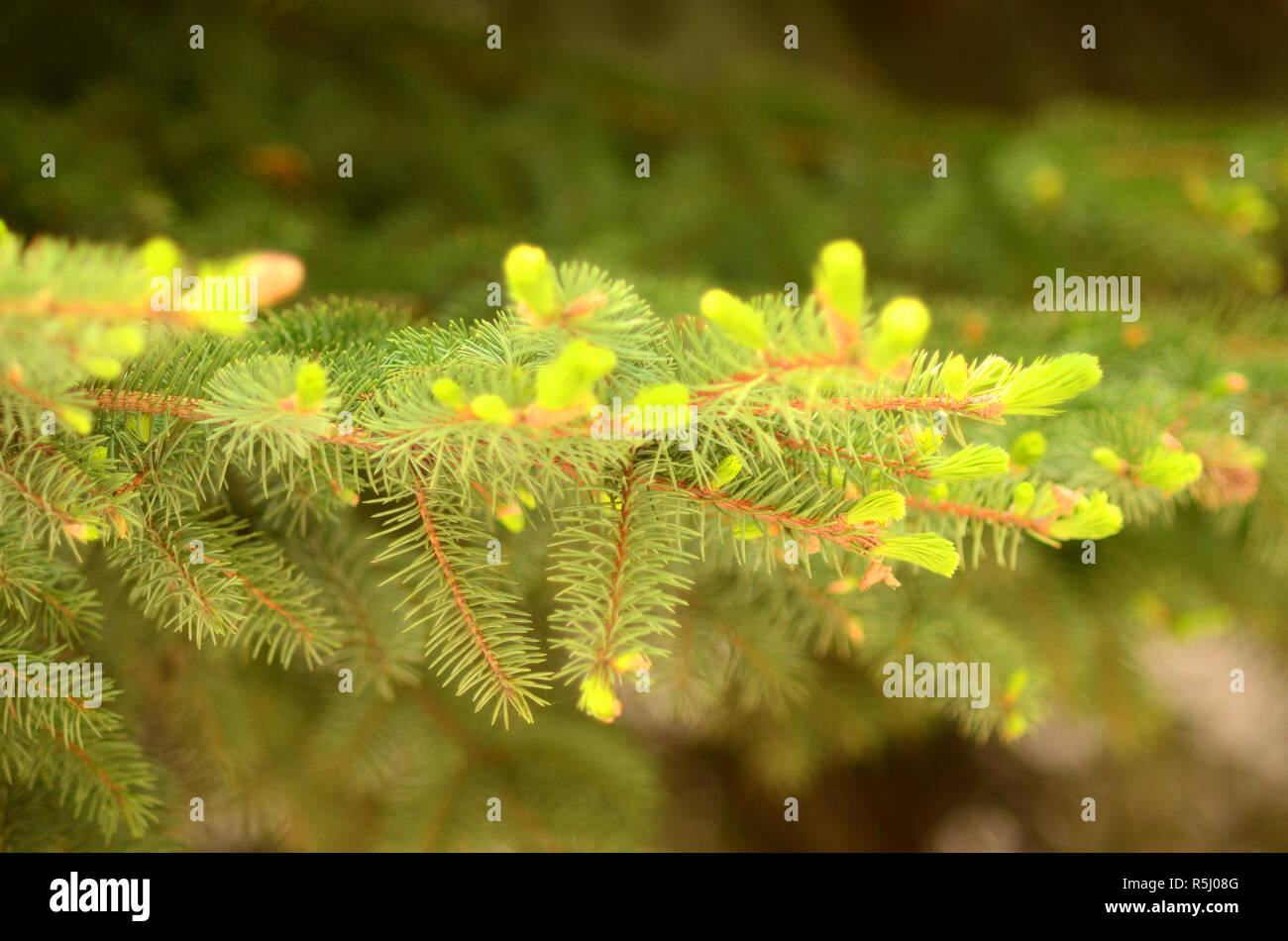 Fresh natural Spruce tree brunches close up green nature background ...