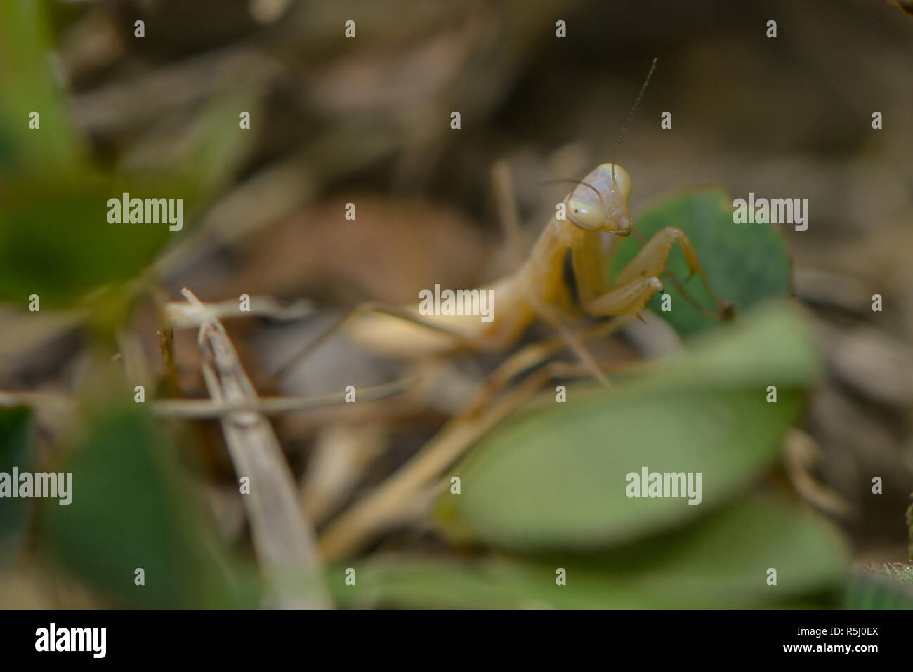little mantis between grasses Stock Photo - Alamy