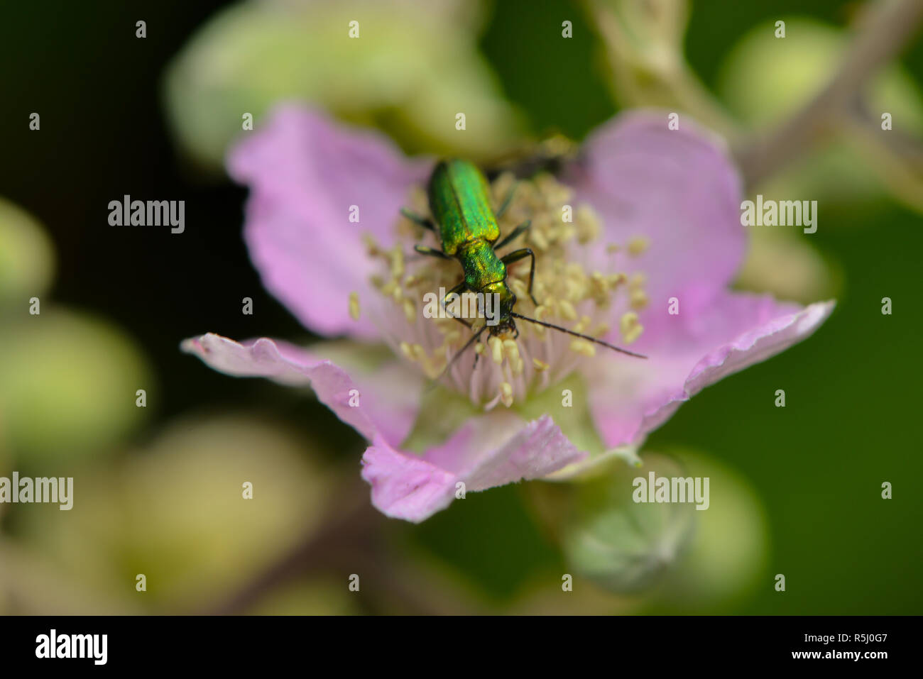 Flower two beetle hi-res stock photography and images - Alamy