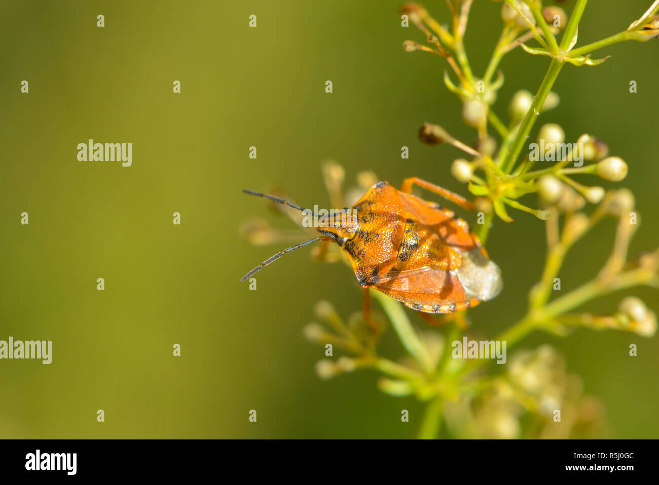 purple fruit bug larva Stock Photo - Alamy