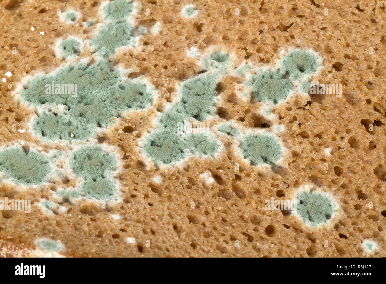 Spores of the bread mold hi-res stock photography and images - Alamy