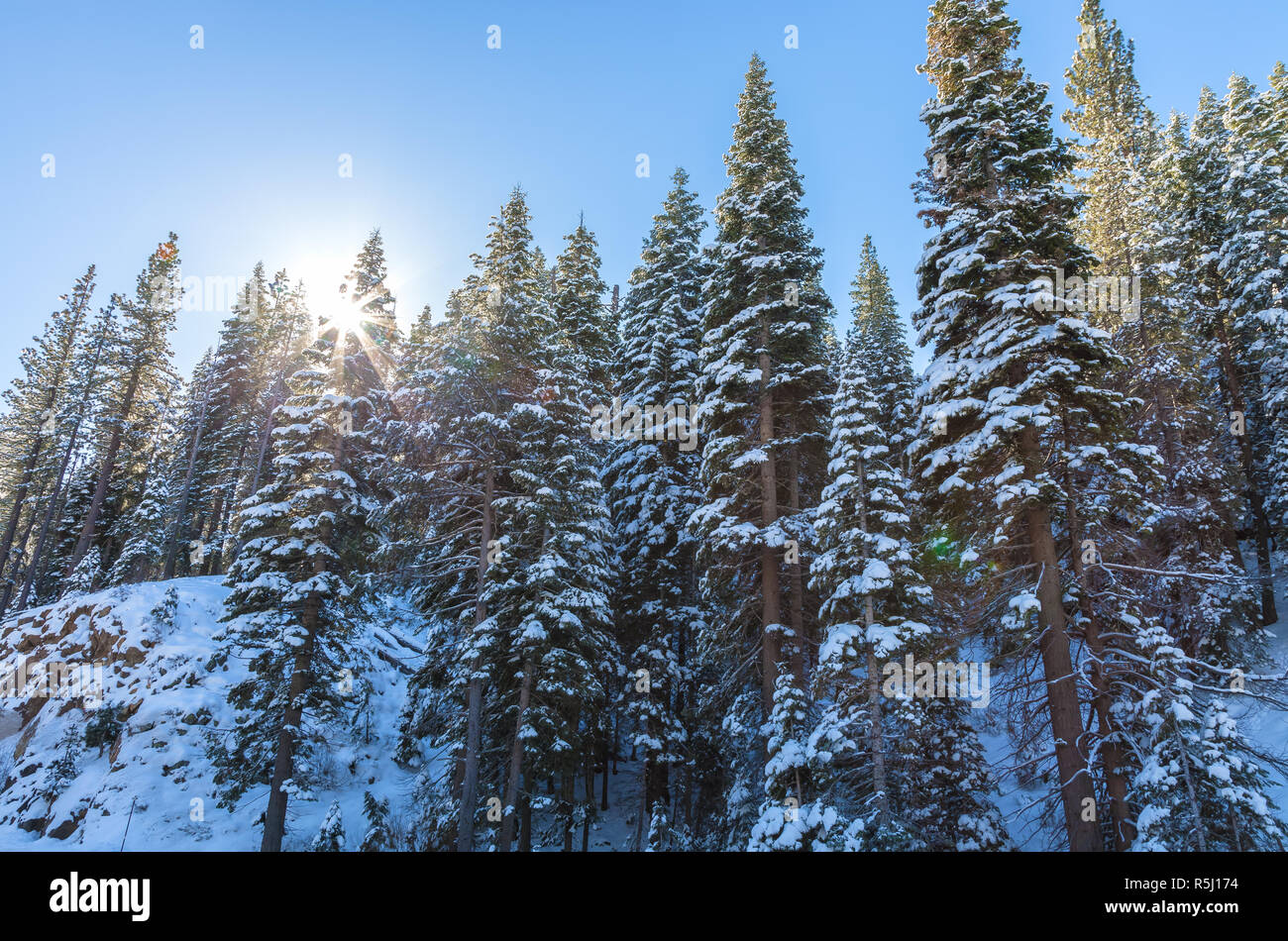 Ponderosa pines cover with snow after an early winter storm at Tahoe ...