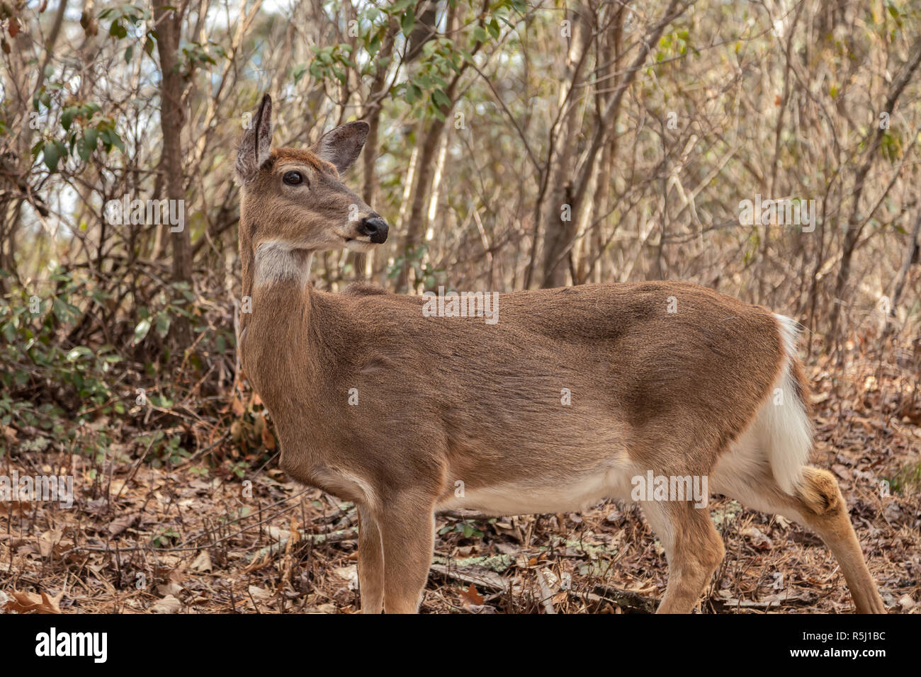 Shenandoah national park deer hi-res stock photography and images - Alamy