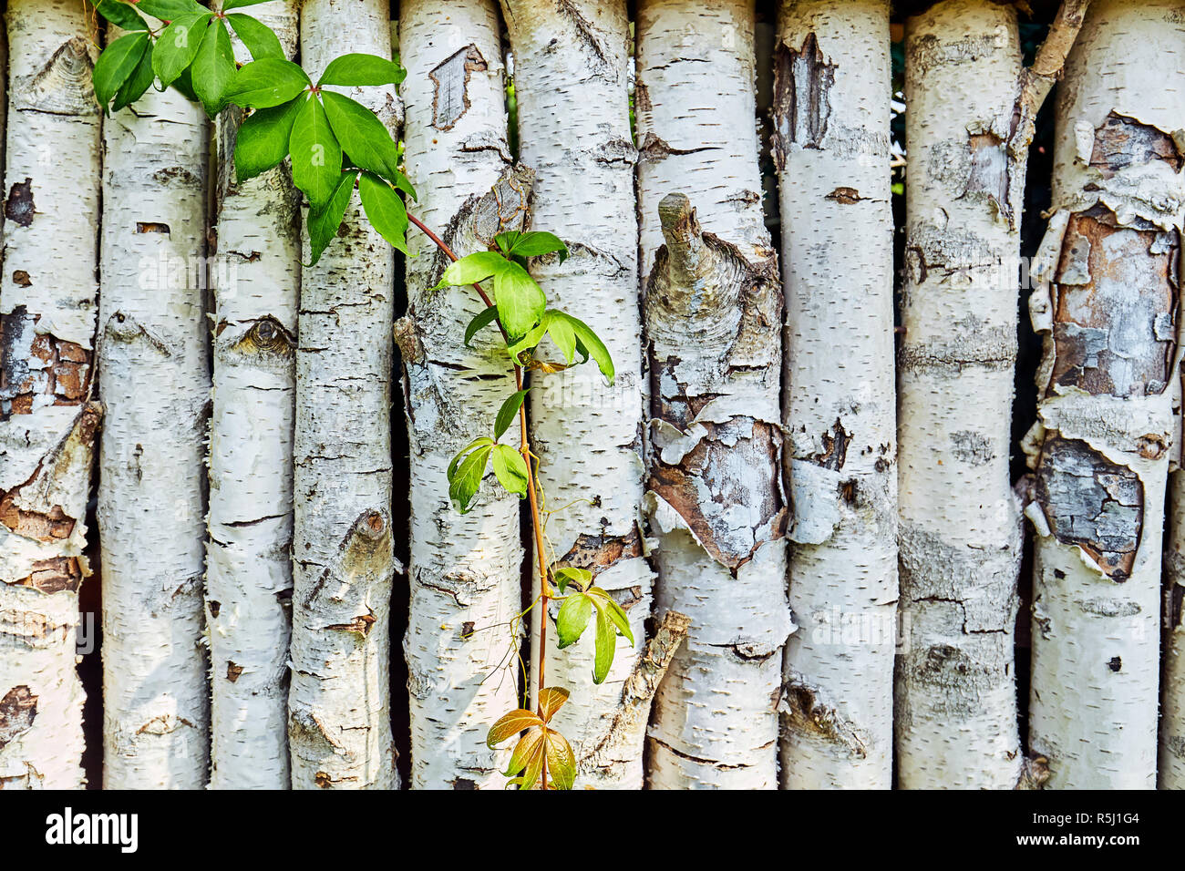 Burnt Birch Tree High Resolution Stock Photography and Images - Alamy