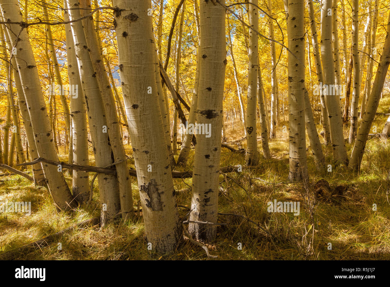 Mountain aspen trees in their fall foliage, Inyo National Forest ...