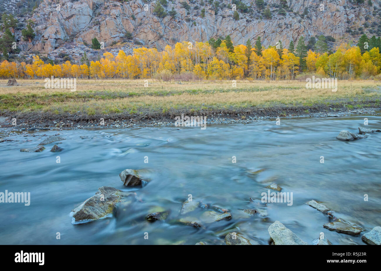Mountain aspens in their peak fall foliage, with Rush Creek in ...