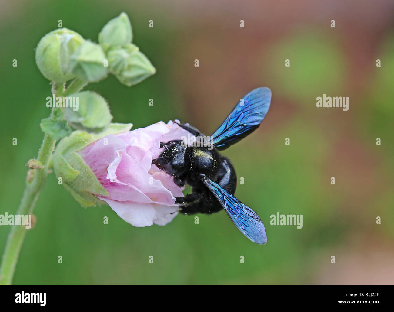 Blue metallic bee hi-res stock photography and images - Alamy