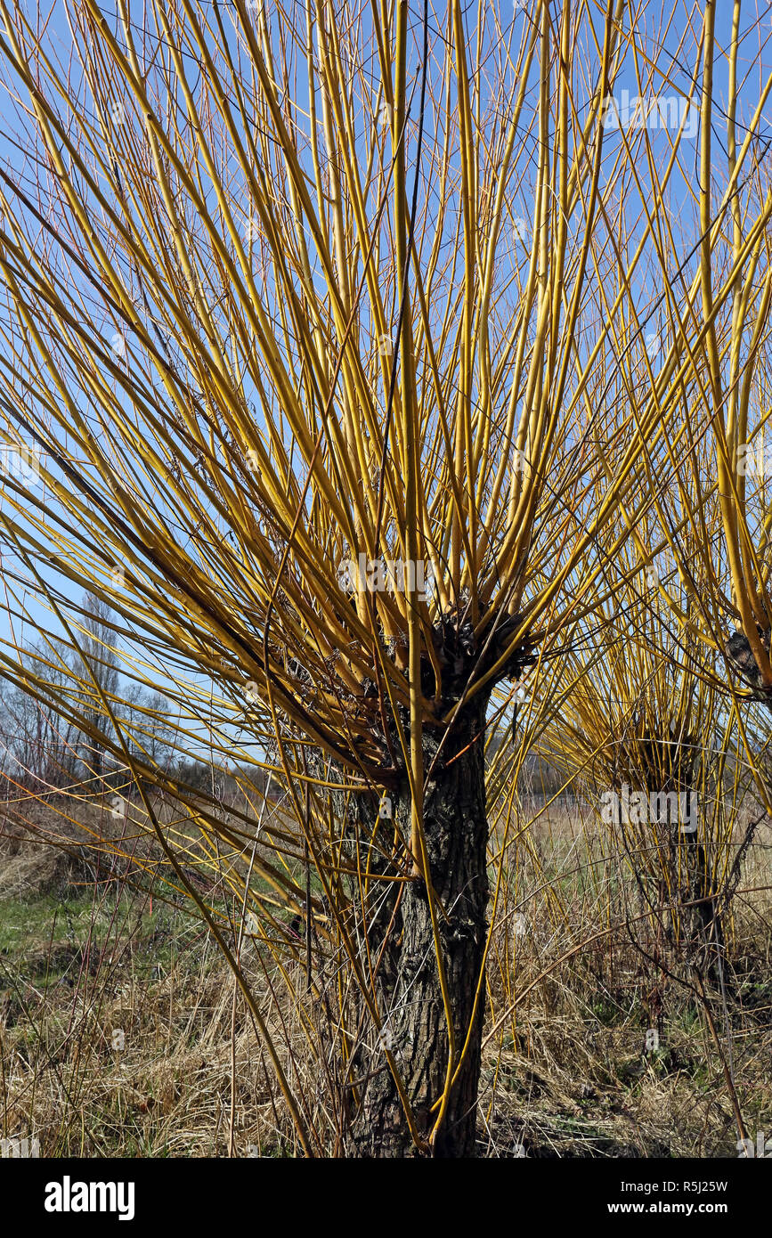 Willow rods hi-res stock photography and images - Alamy
