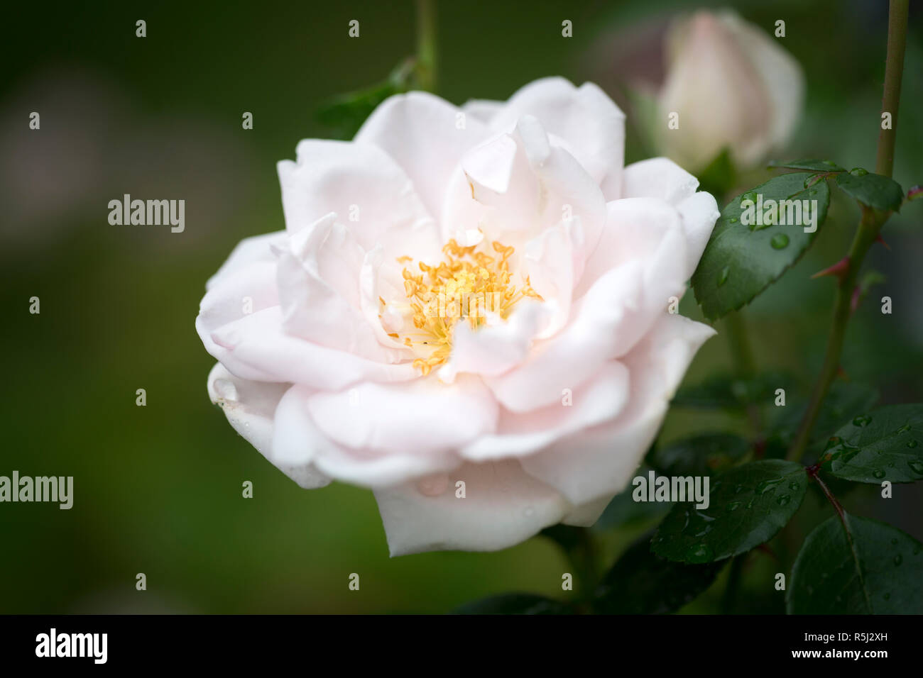 Green rambler rose hi-res stock photography and images - Alamy