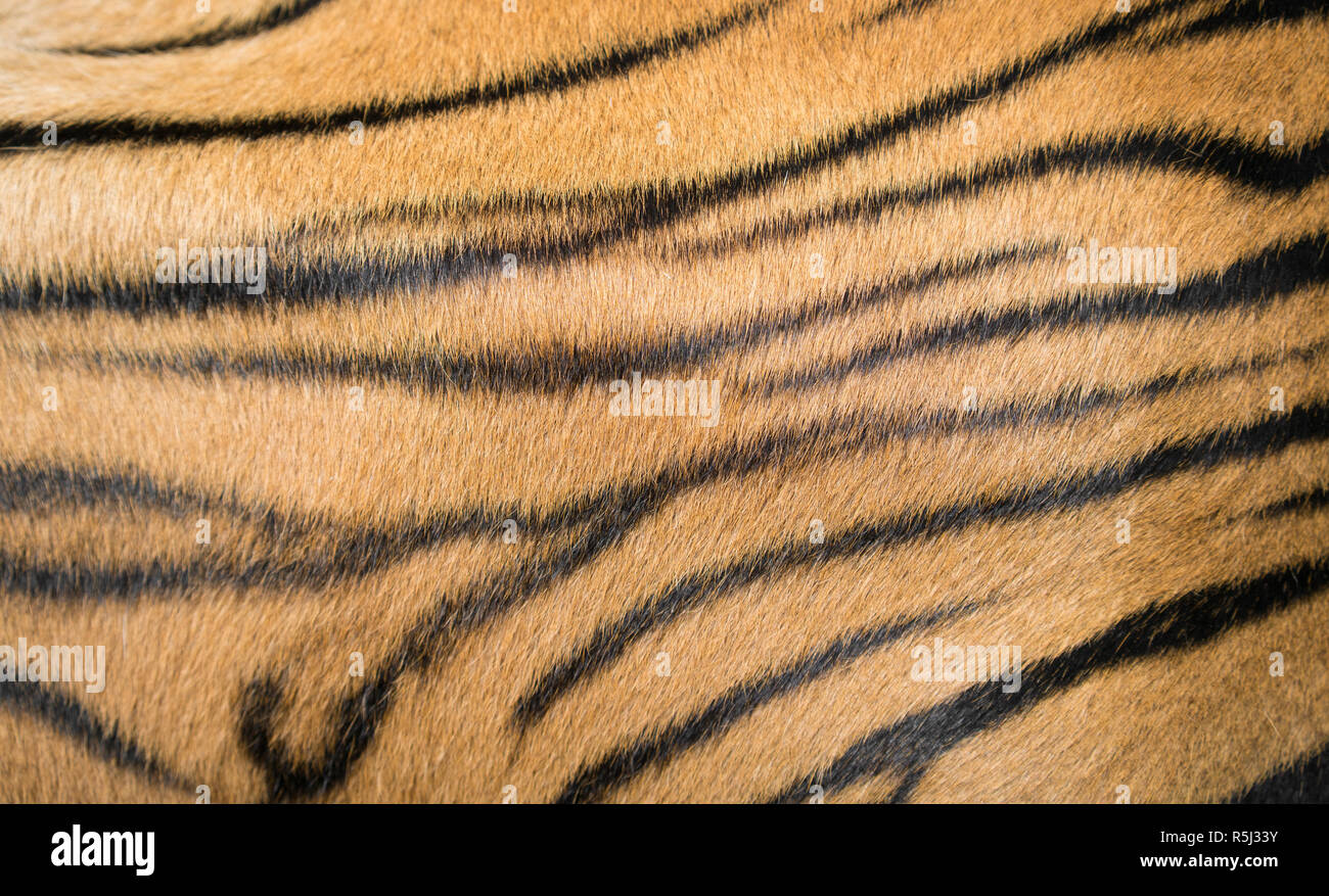 background textured of bengal tiger fur Stock Photo - Alamy