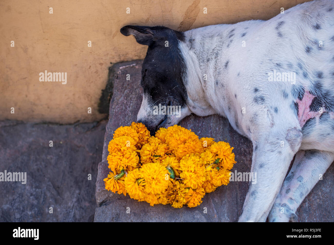Homeless sleeping on sidewalk india hi-res stock photography and images ...