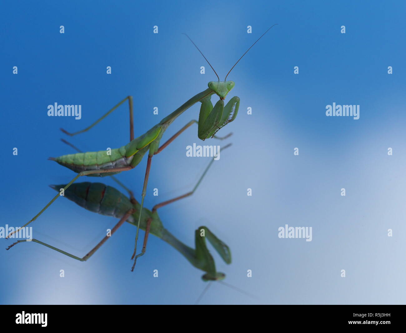 indian mantis - hierodula membranacea Stock Photo - Alamy