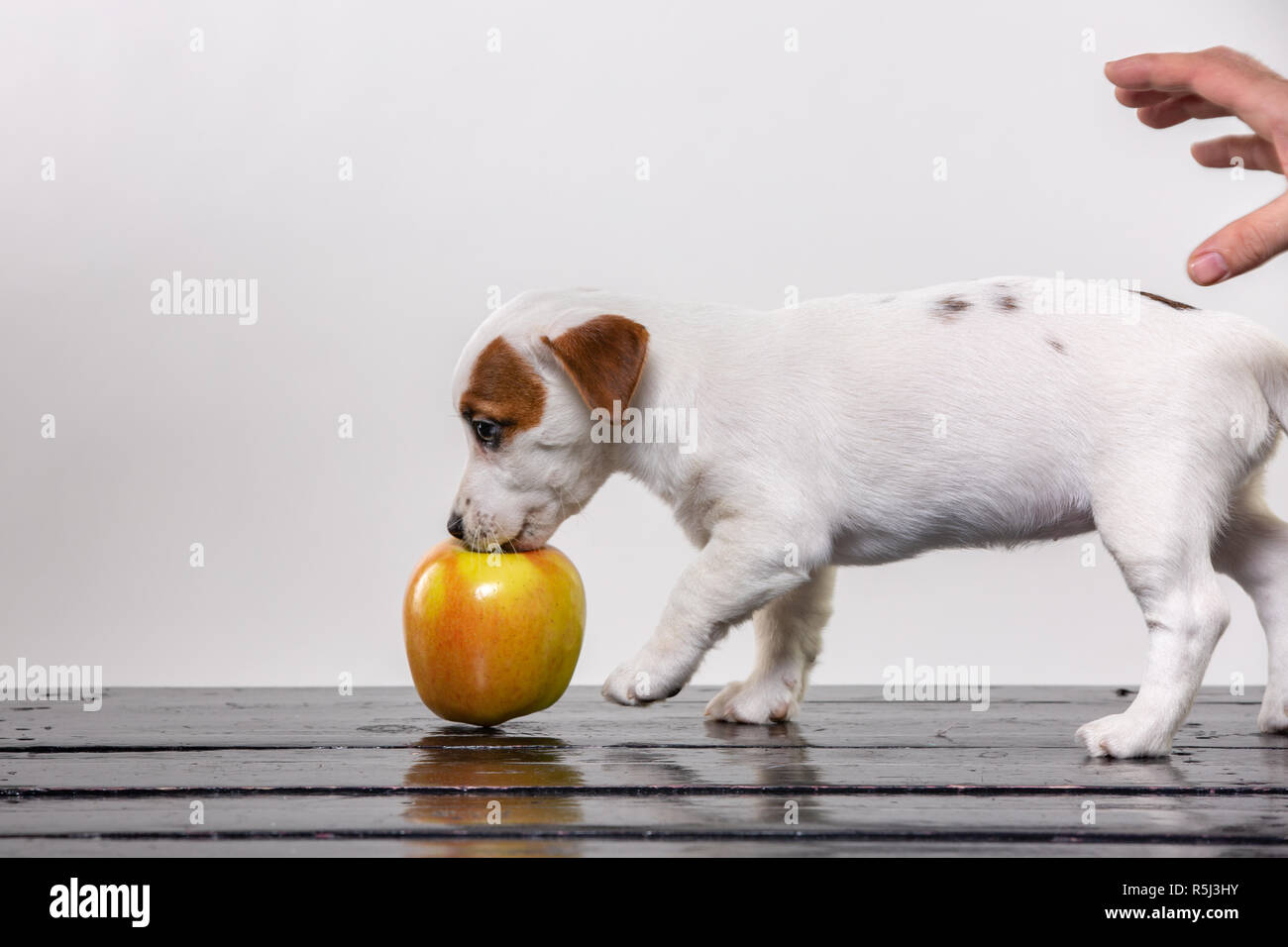 Little puppy licks big apple. Beautiful dog tasting the apple. man's ...